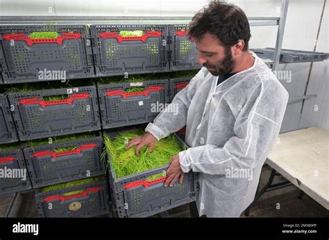 Israel Hargol Foodtech Is The Worlds First Commercial Grasshopper