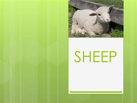 Ppt Sheep Powerpoint Presentation Free Download Id2006962