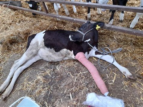 Metacarpal Fracture Cast In Cows Bovis Vetlexicon