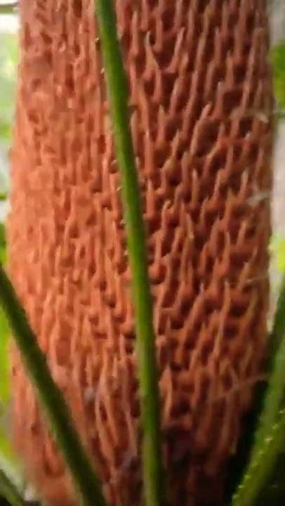 මඩු ශාකය බීජ හට නොගන්නා ශාක Youtube