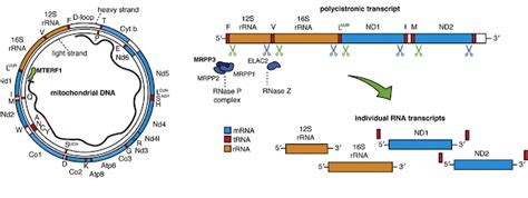 Thread By Realscientists Lets Talk More About Rna Today Rna Is Similar To Dna As They Are