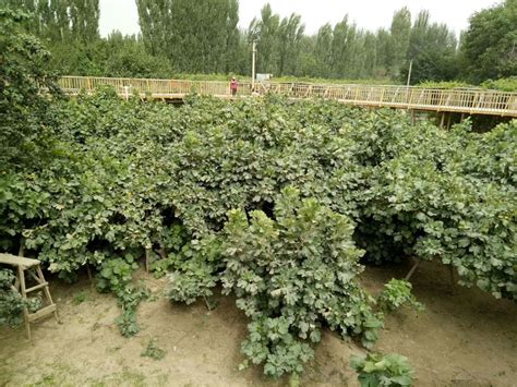 2025无花果王树游玩攻略 这棵被当地人称之为神秘之 去哪儿攻略