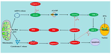 Ijms Free Full Text How The Innate Immune Dna Sensing Cgas Sting Pathway Is Involved In