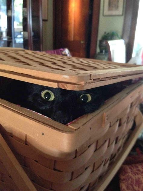 Kitteh Kats Cute Cats And Kittens Cats Kittens Cutest