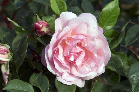 Rose Comtesse De Labarthe Stock Image C002 0219 Science Photo