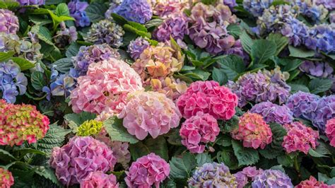 Should I Cut Back Hydrangeas In The Fall Which Types