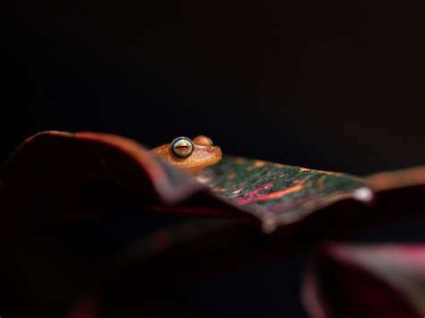 Indicator Species Monitoring Environmental Health Beforest Creating Sustainable