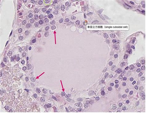 「组胚5分钟」上皮组织 知乎