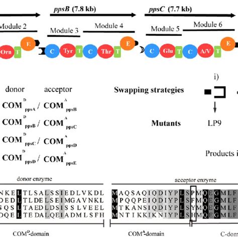 Substitution Strategy And Sequence Alignment Of Com Domain A Download Scientific Diagram