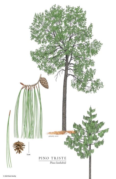 Matt Strieby Conifers In Tree Drawing Conifers Conifer Trees