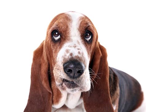 巴塞特犬 巴塞特猎犬 巴什么犬 大山谷图库