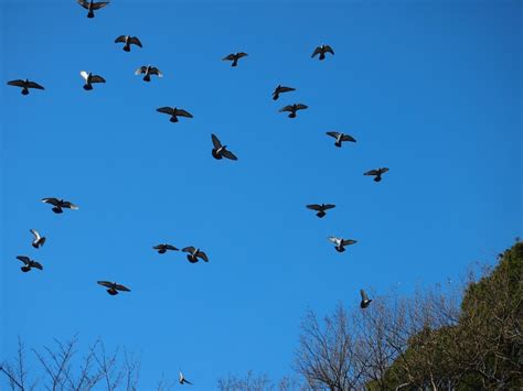 Dovedataset Object Detection Dataset And Pre Trained Model By Practicas