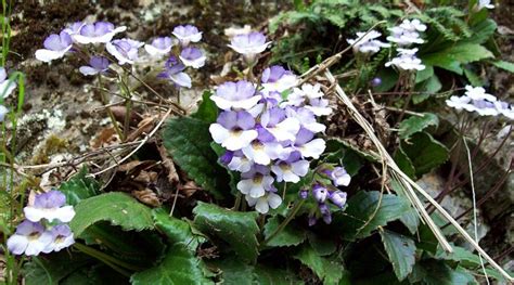 Легендата за Орфеевото цвете Родопски силивряк Visit Kardzhali