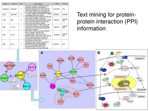 Ppt Functional Interpretation Of Large Scale Omics Data Through Pathway And Network Analysis