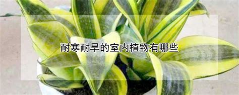 耐寒耐旱的室内植物有哪些 发财农业网