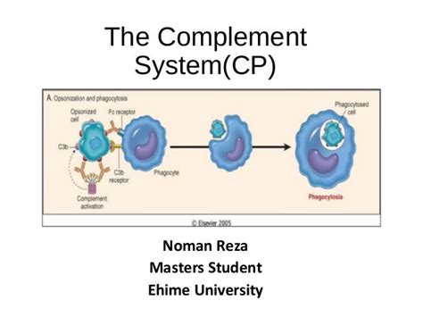 The Complement System Overview