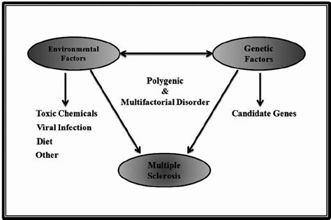 Multiple Sclerosis As A Multifactorial Disorder Interactions Between