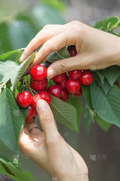 樱桃挂在樱桃树枝上。