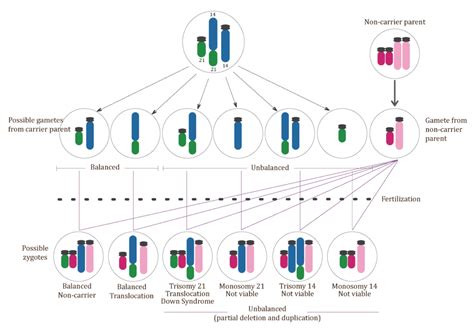 PGT SR IBaby Fertility Genetic Center