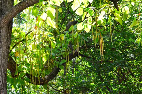 Catalpa Tree The Bean Like Seed Pod Is The Origin Of The Alternative