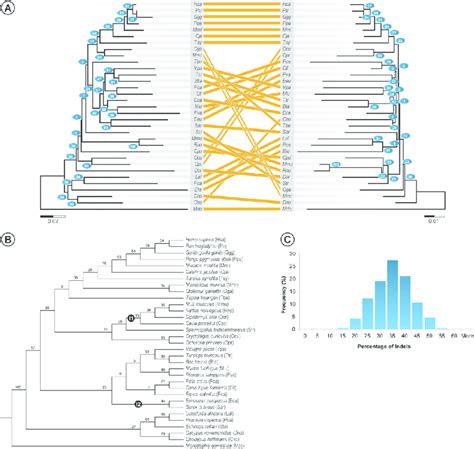 Examples Based On Evolutionary Relationships Of 33 Mammals Inferred
