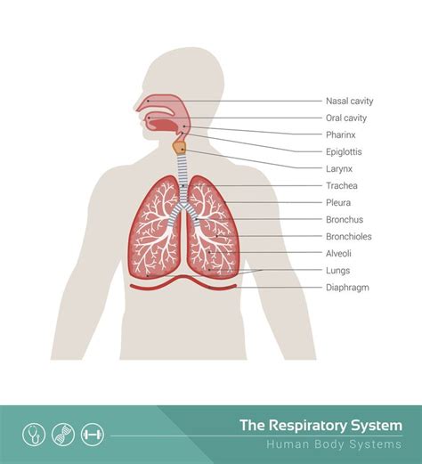 The Respiratory System Diagram Structure Function