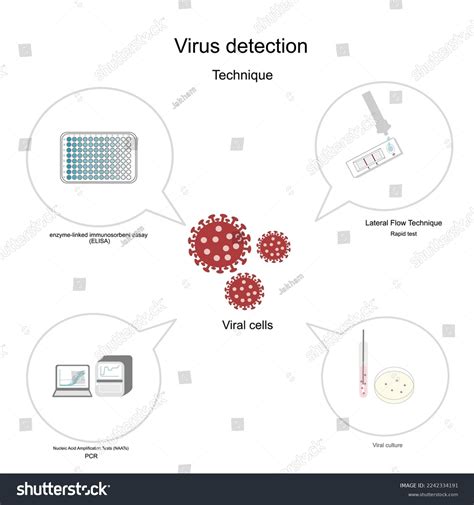 Viral Detection Technique That Picture Represent Stock Vector Royalty Free 2242334191
