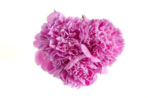 분홍색 모란 꽃이 하얀 배경에 꽃을 피웠다 봉투에 꽃 생일 인사말 카드 어머니의 날 이름 일 봄 무드 꽃 모티브 가벼운 캔버스에 플로리스트 0명에 대한 스톡 사진 및 기타