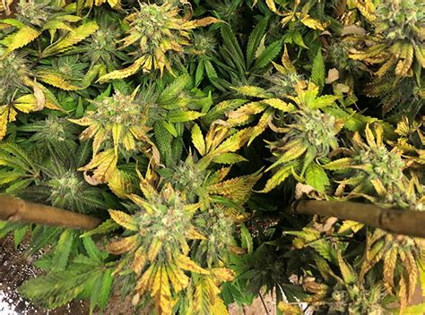 Pythium A Fungal Devastation To Avoid Grow OpportunityGrow Opportunity