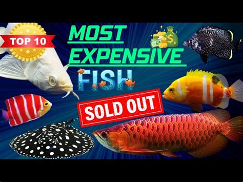 Most Expensive Aquarium Fish In The World Top 10 Colorful Fish To