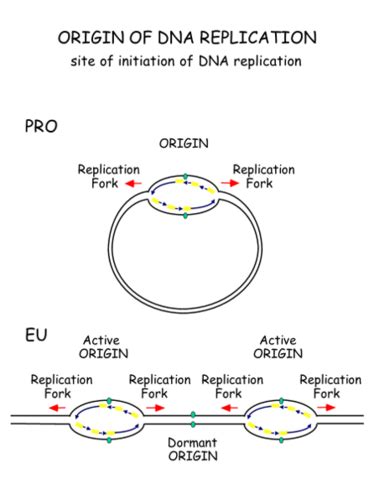 2 Dna Replication 1 2 Learning Outcomes Flashcards Quizlet
