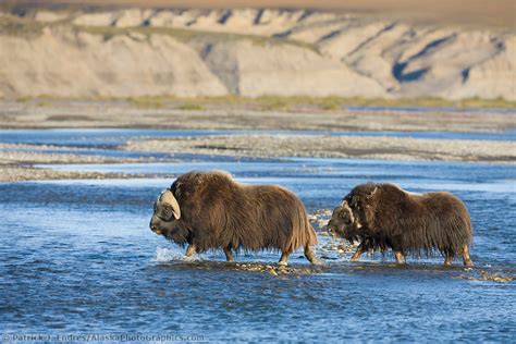 Muskox Calf