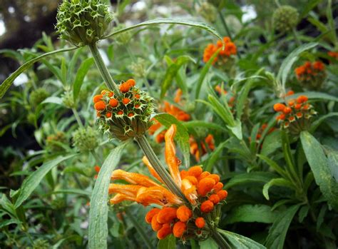 April Plant Of The Month Lions Tail Garden Center Nursery San Antonio