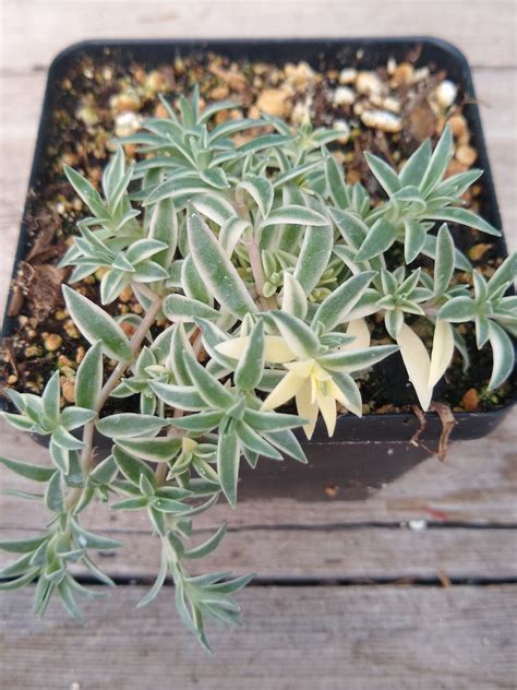 Succulent Sedum Variegata 1 Schauer S Good Earth Farm Greenhouse