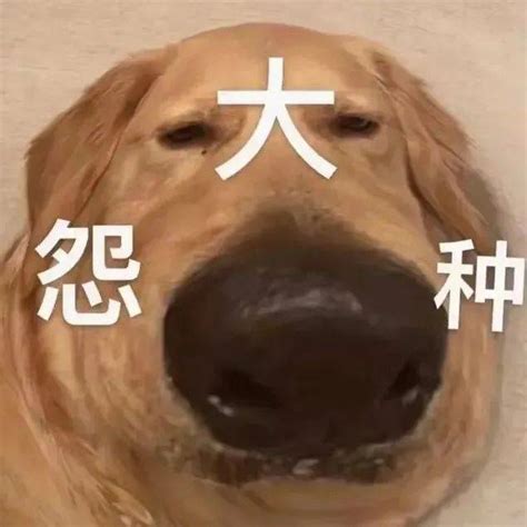 狗狗表情包大合集，一整周都不用打字啦！双手包大打字