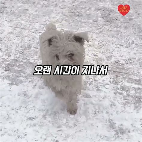 아침부터 저녁까지 문 앞에서 기다린 댕댕이 Youtube