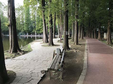 別所沼公園のメタセコイア並木花と緑の散歩道 ラントリップ