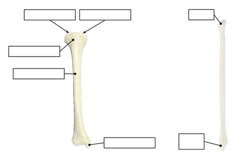 Unit 4 Skeletal System Tibia And Fibula Diagram Quizlet