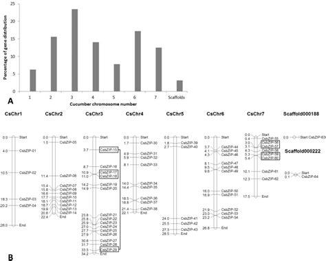 A Percentage Of Bzip Genes On Each Cucumber Chromosome To Show Their