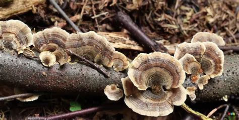 Useful Fungi Examples Discover More Useful Fungi Examples Discover More
