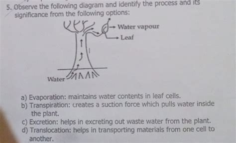 Observe The Following Diagram And Identify The Process And Its Significan