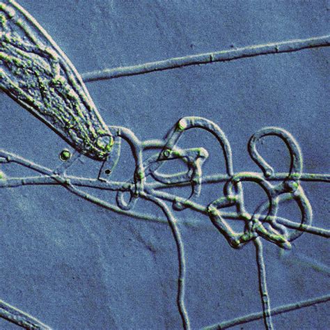 Ribose Microscopy