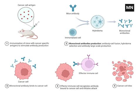 Monoclonal Antibodies Definition Types Production Side Effect
