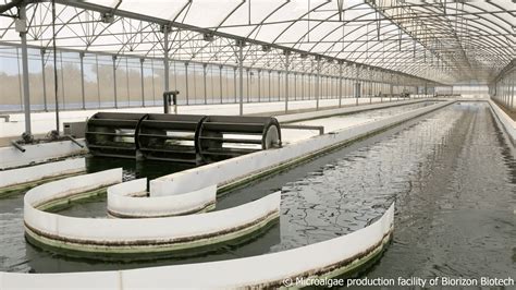 Resources Realm Algae