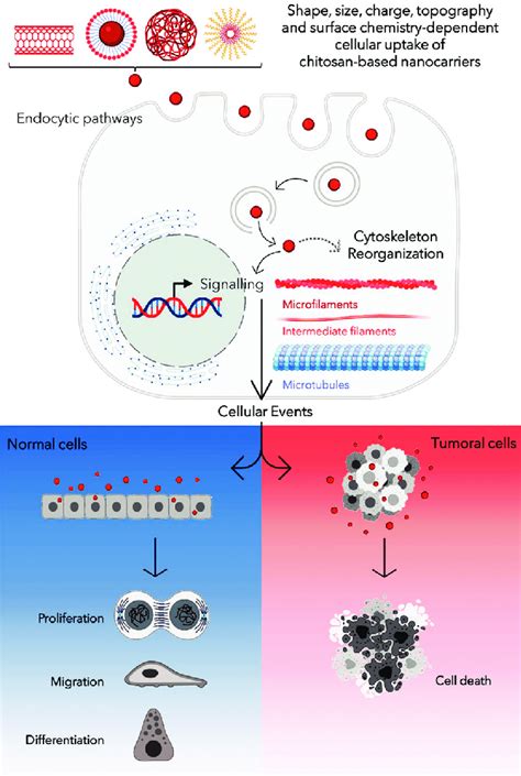 Schematic Diagram Summarizing The Interaction Among Chitosan Based Download Scientific Diagram