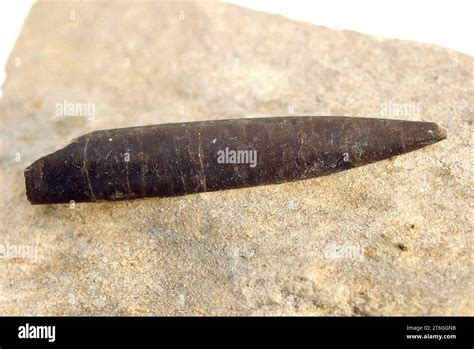 Belemnite Fossil Belemnites Are Extinct Cephalopoda Squid Like Sample