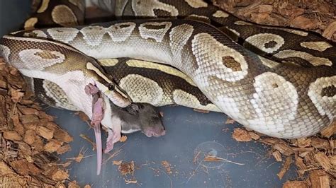 Giant Python Eats A Rat Warning Live Feeding Youtube
