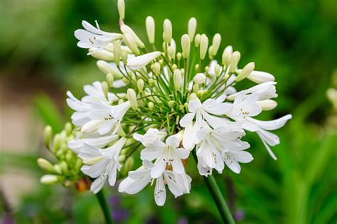 화창한 여름날 아름다운 야외 꽃 배경에 영국 오두막 스타일의 정원에서 일반적으로 나일강의 백합으로 알려진 아가판투스 식물의 많은 섬세한 흰색 꽃 0명에 대한 스톡 사진 및