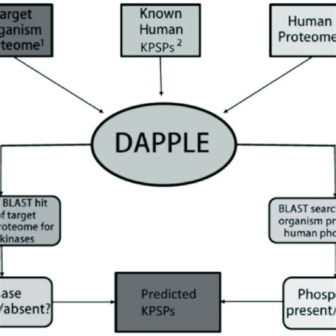 Ms Based Phosphoproteomics Workflow A The Cartoon Illustrates The Download Scientific