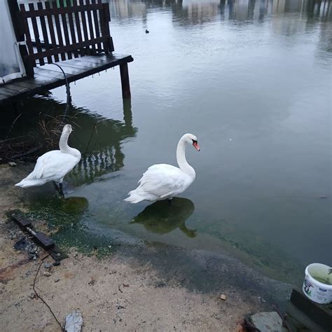 Primorsko Уау Калкан 🫠😲🐟 Пролетта е вкусна по Крайбрежието на Приморско 🌊 Тази изключително